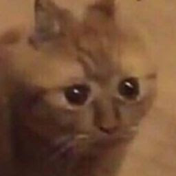 Daniel Kocsis profile image