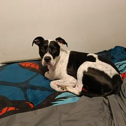 Victor's Portfolio | Boot.dev