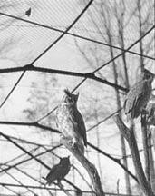 New York City’s Most Famous Birds – The Brooklyn Rail