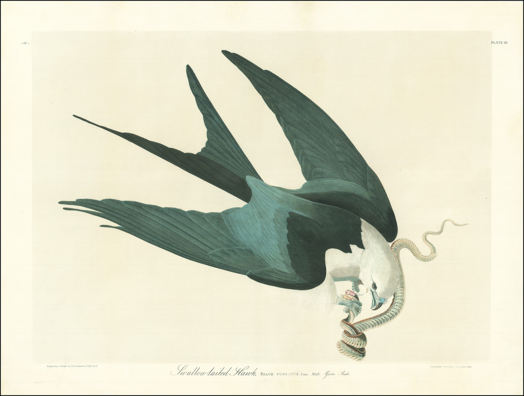 Swallow-tailed Hawk. Plate 18. - Barry Lawrence Ruderman Antique Maps Inc.