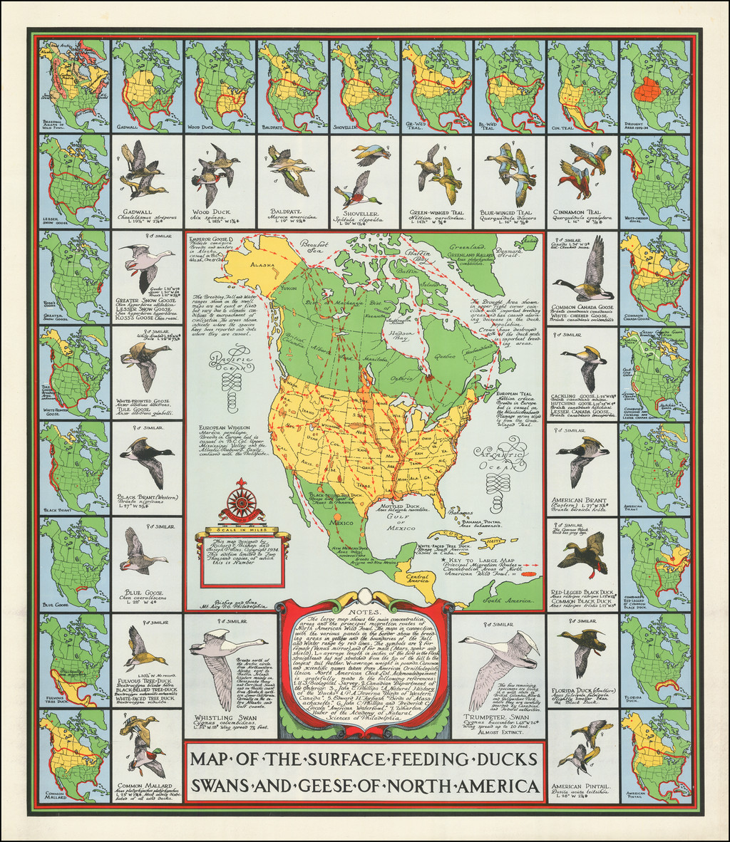 Map of the Surface Feeding Ducks, Swans and Geese of North America ...
