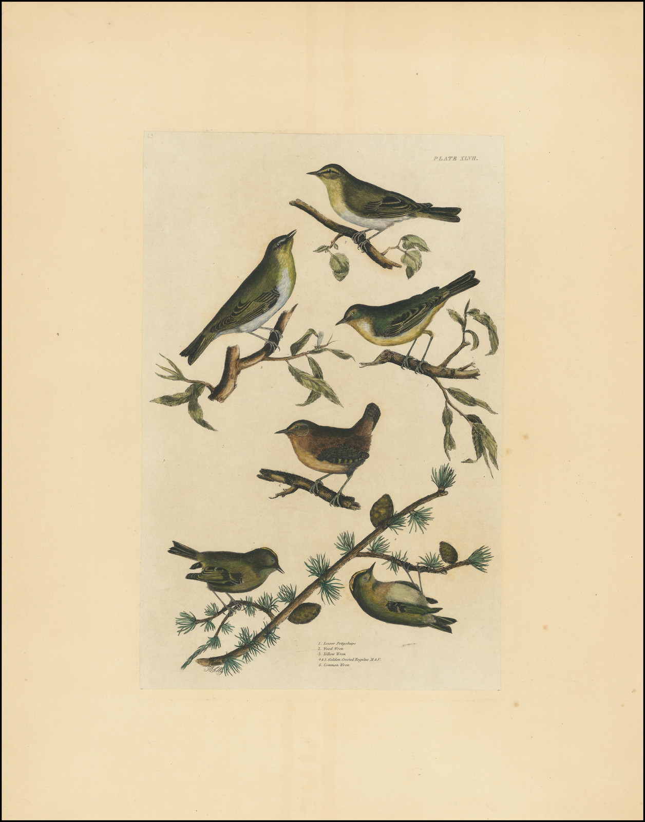 1. Lesser Pettychaps 2. Wood Wren 3. Yellow Wren 4&5. Golden Crested ...