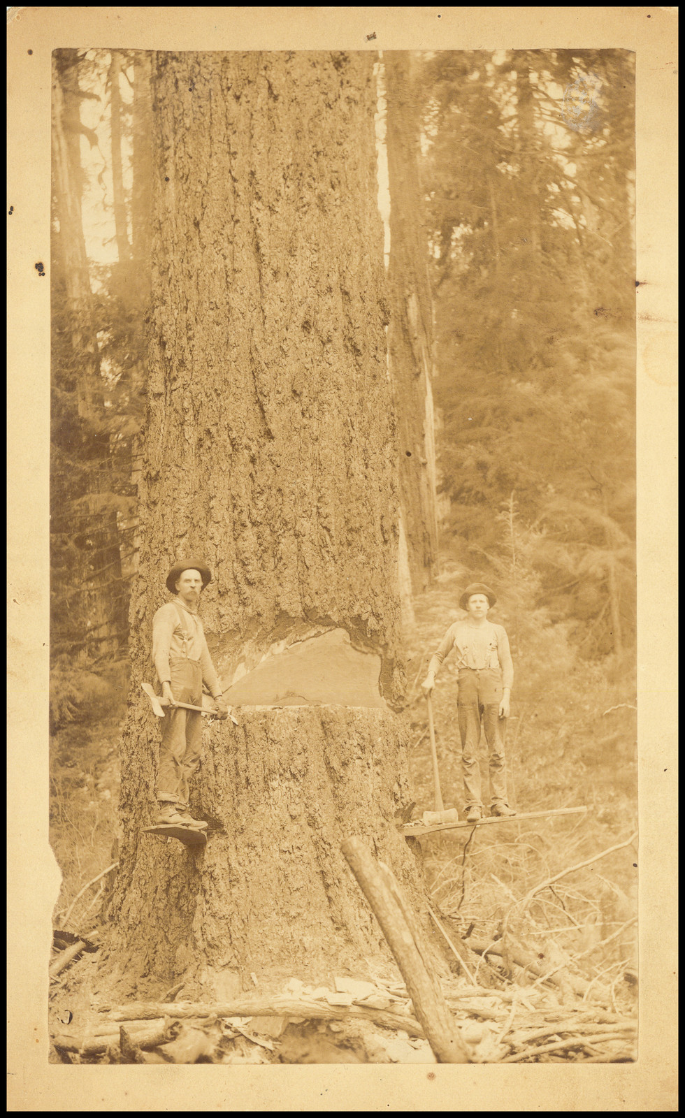(Photographs of Western Logging) [Three cabinet card albumen ...