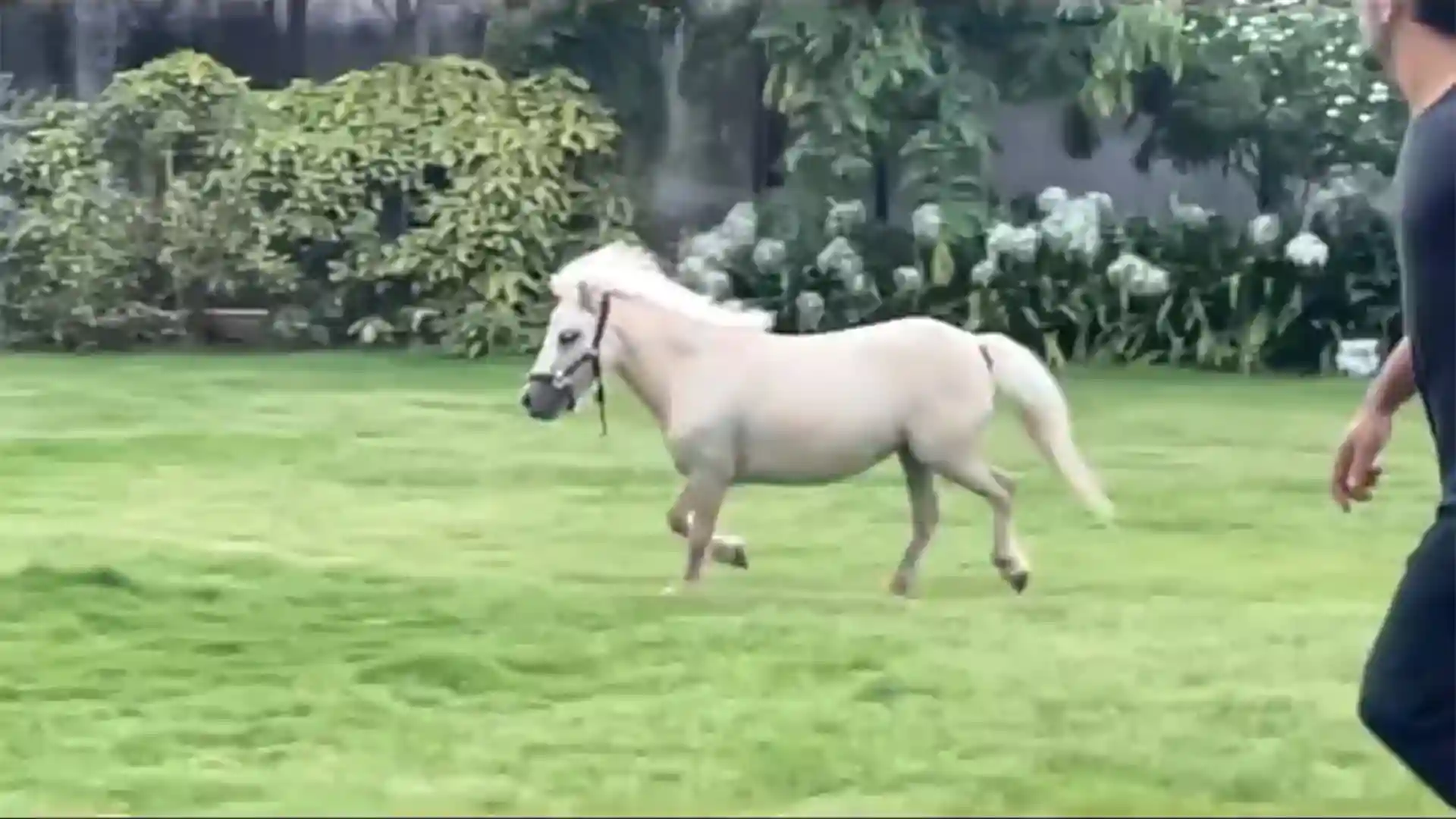 Dhoni Farmhouse: Explore The Private Paradise Like Never Before