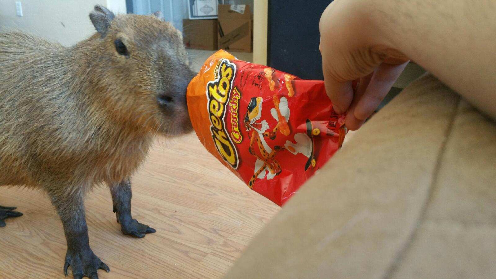 Capybara Popsicle