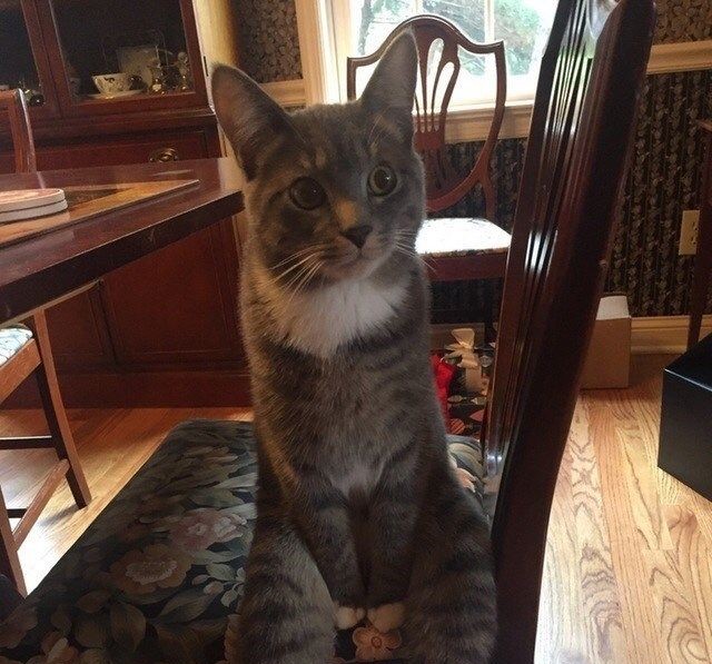 Goofy ahh cats - Replit