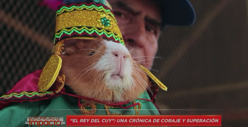 El rey del cuy: Una crónica de coraje y superación