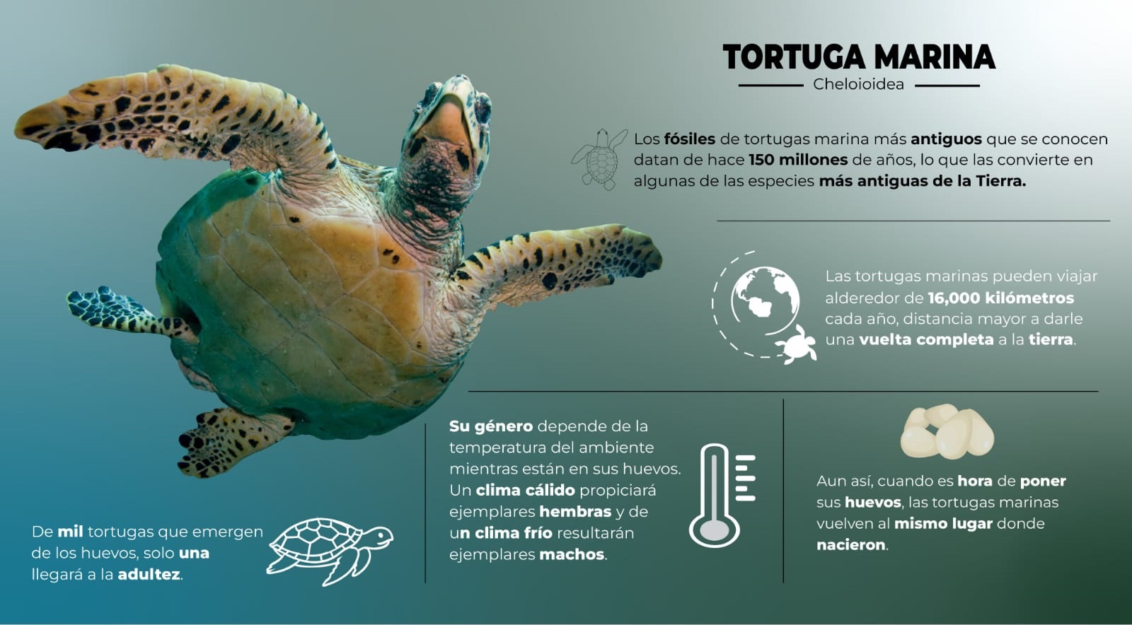 Día Mundial de las Tortugas Marinas: Apoya la conservación de esta ...