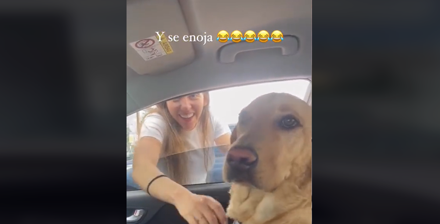 VIDEO: Perrito descubre a su dueña con otro lomito y se pone celoso