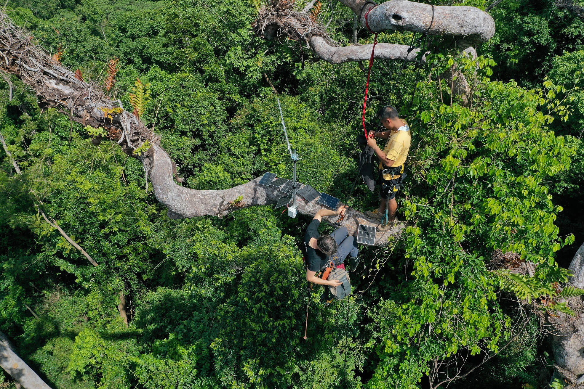 RFCx, Huawei, DENR & Smart join hands to save Philippine rainforests – Rainforest connection
