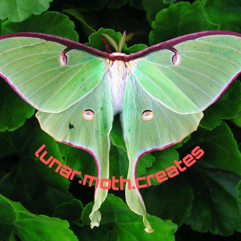 Unique patterns | Luna Moth Creates | Ribblr