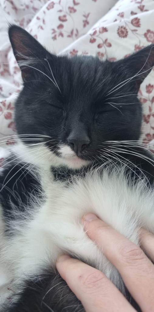 Unique patterns | Creative Cat | Ribblr