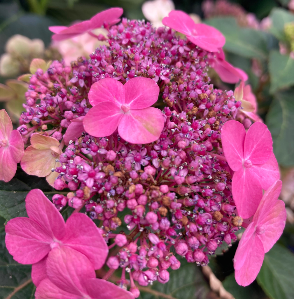 Unique patterns | violet panda hearts | Ribblr