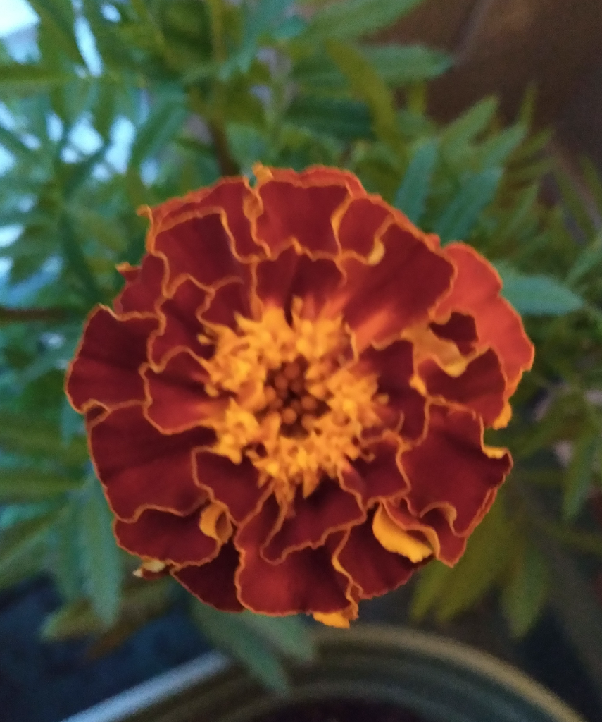 Unique patterns | Dawns Delightful Designs | Ribblr