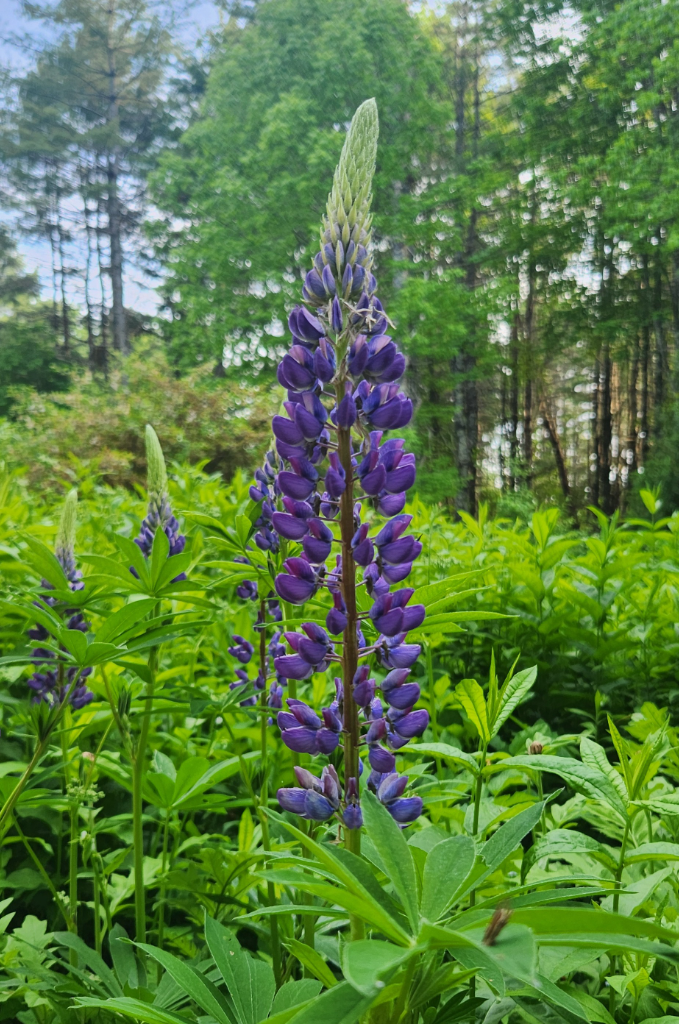 Unique patterns | katy | Ribblr