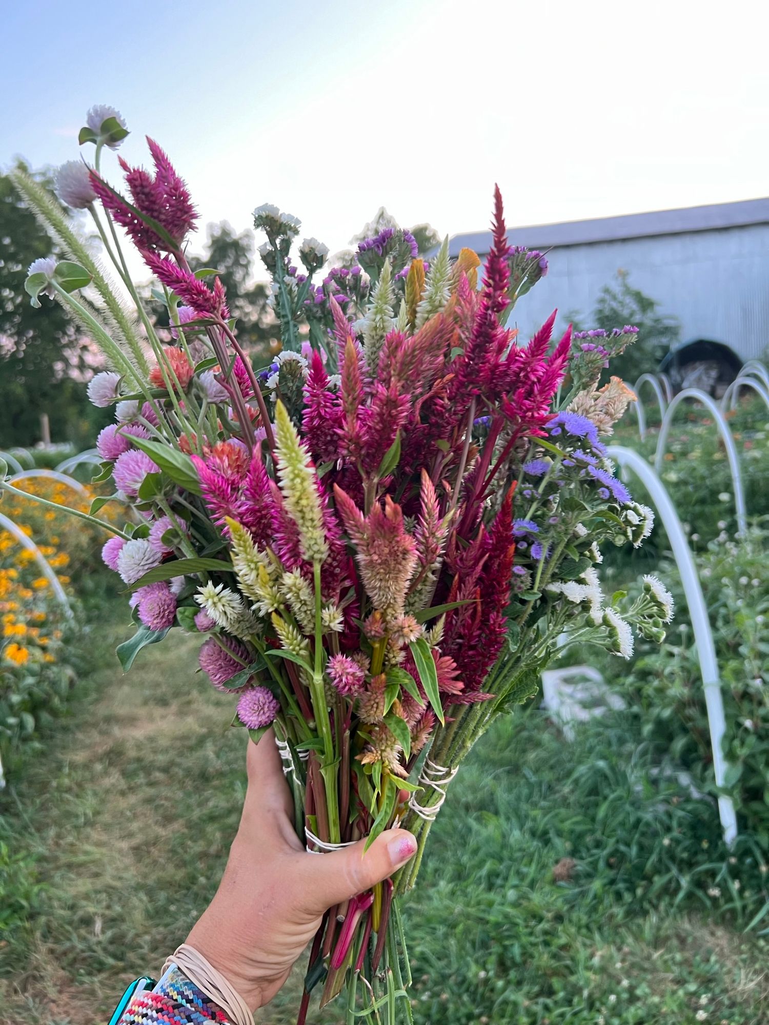 Gooseberry Bridge Farm | Rooted Farmers