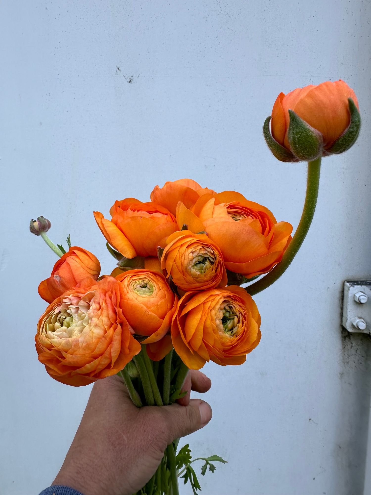 Little Boy Flowers | Rooted Farmers