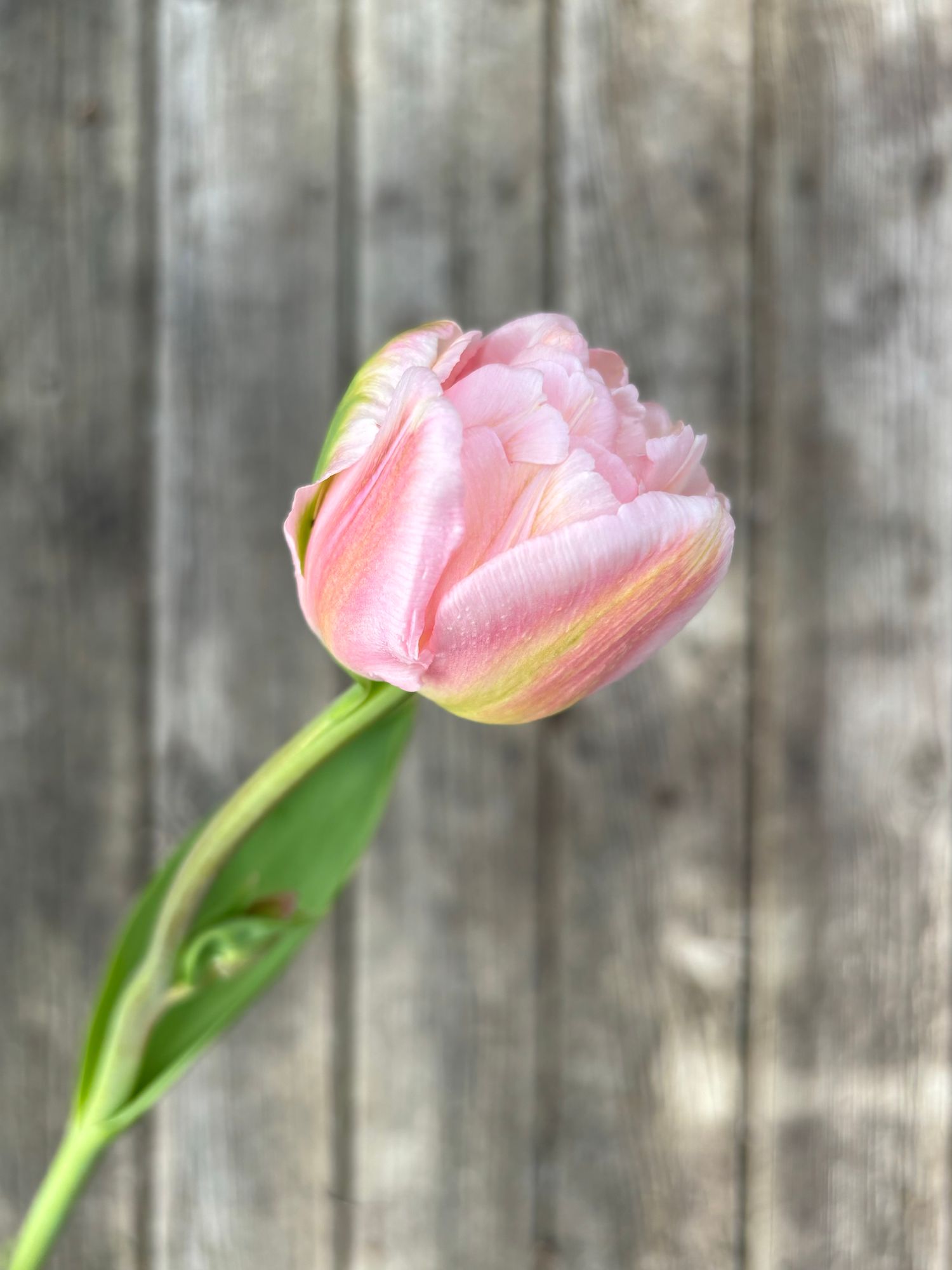 Small Town Roots | Rooted Farmers