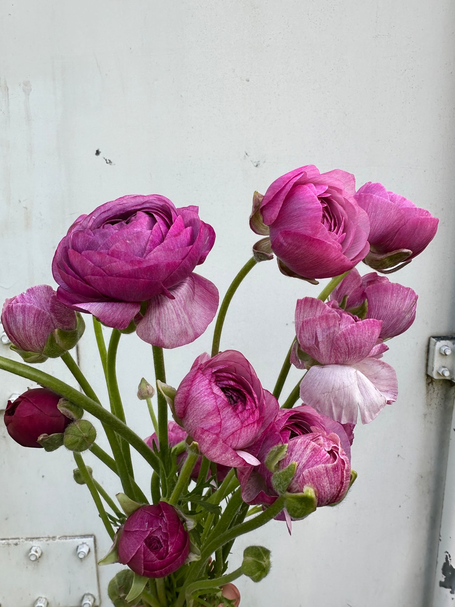 Little Boy Flowers | Rooted Farmers