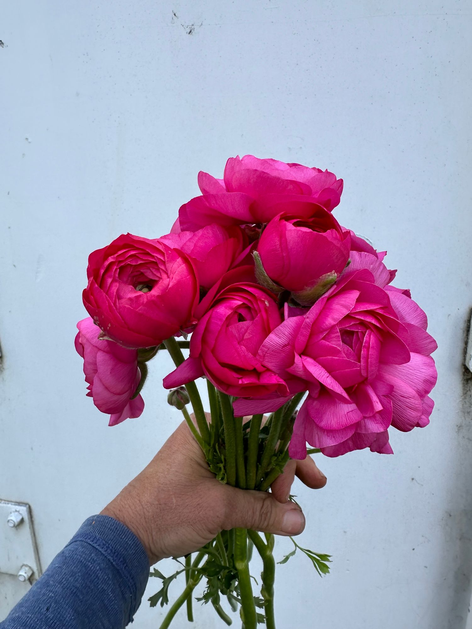 Little Boy Flowers | Rooted Farmers