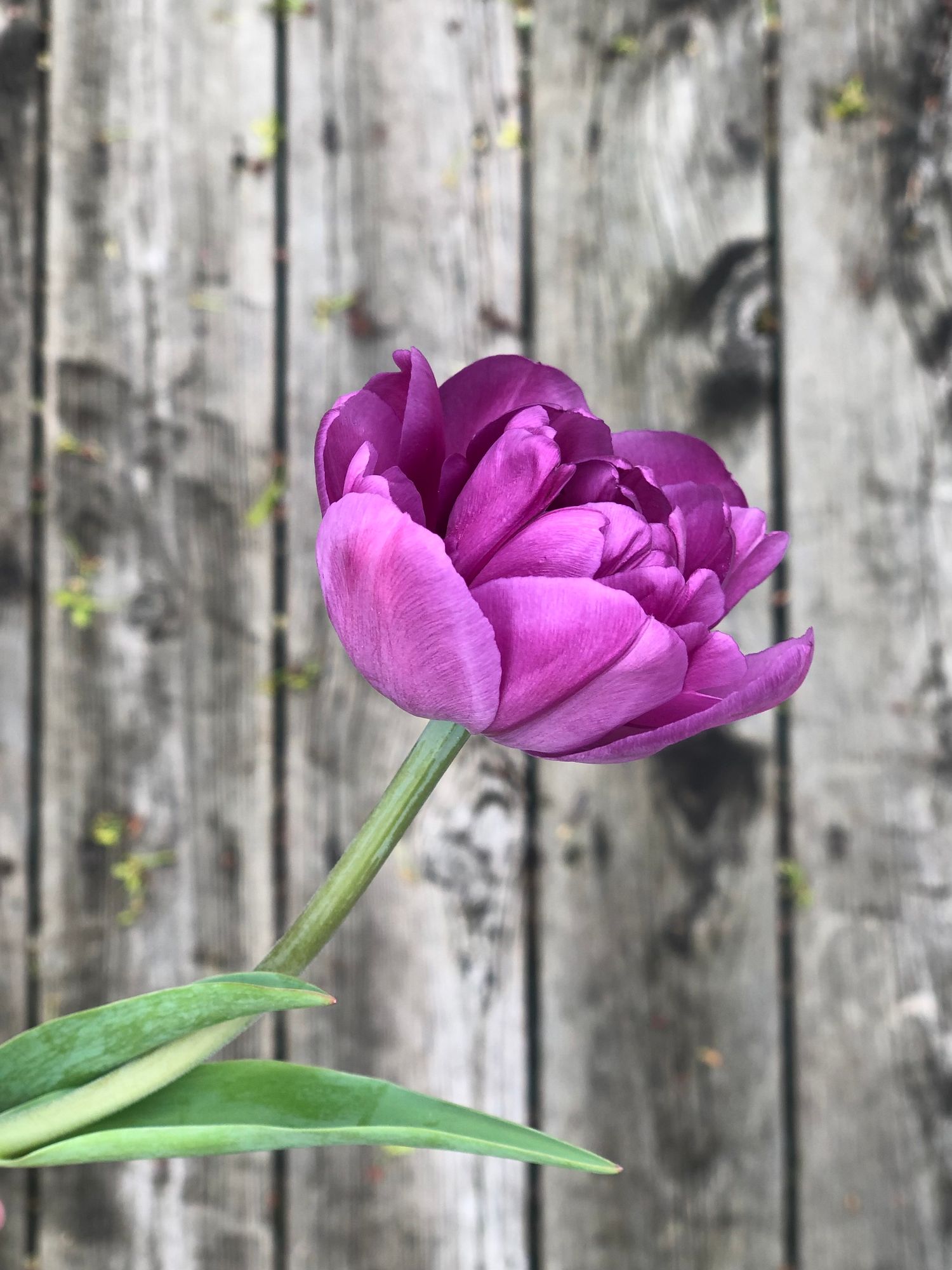 Small Town Roots | Rooted Farmers