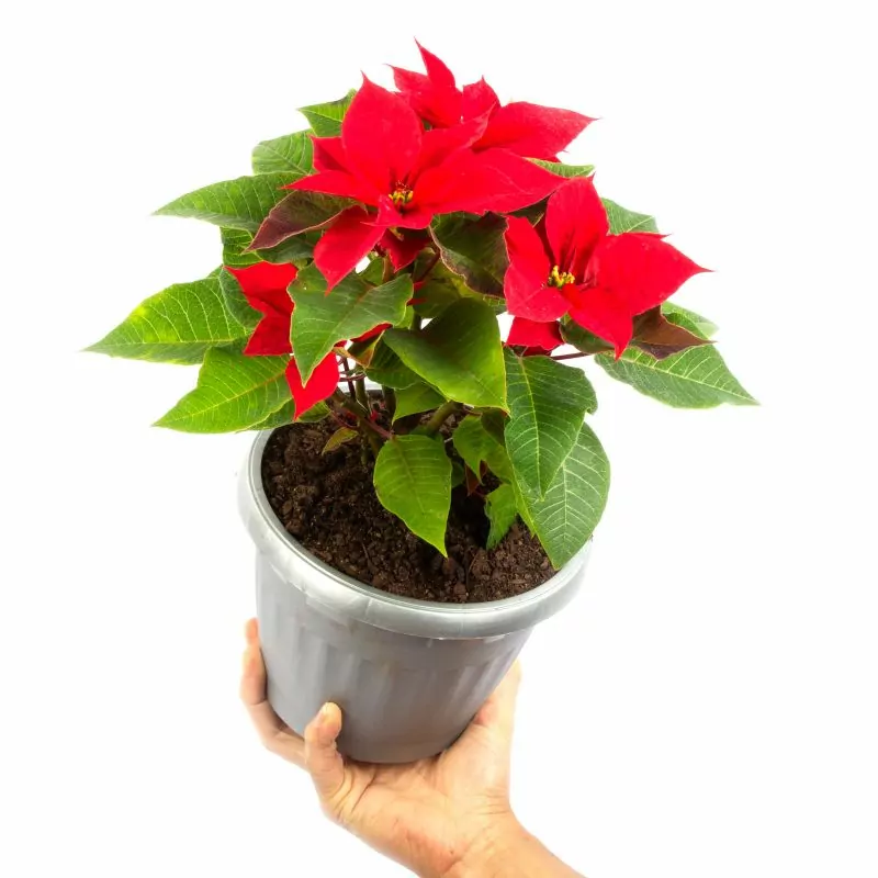 Corona del Inca - Planta de interior en macetero