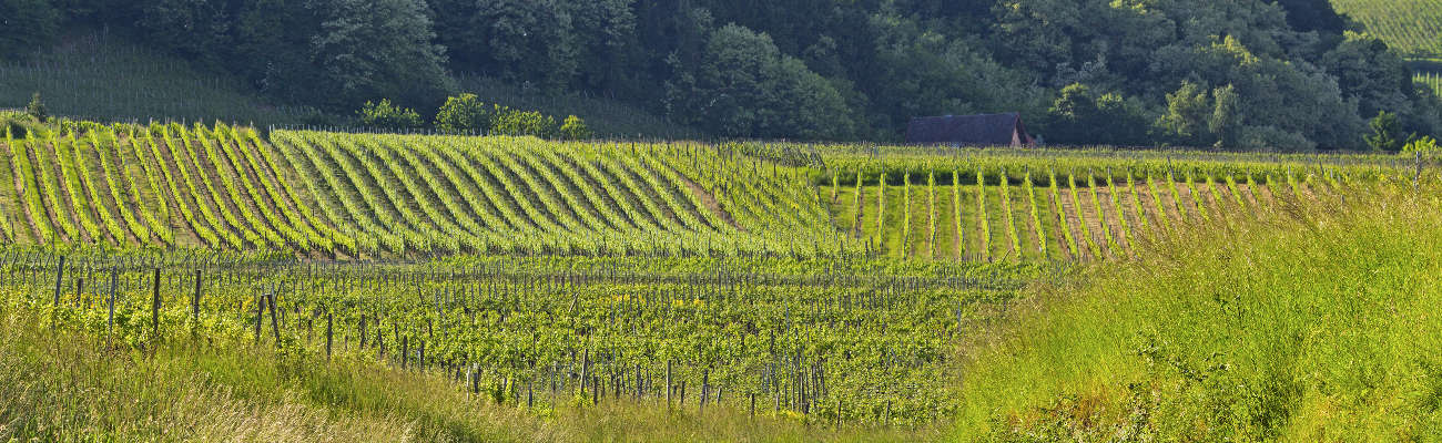 Muscadet ⭐️ 10 Best Wineries & Vineyards to Visit (2026)