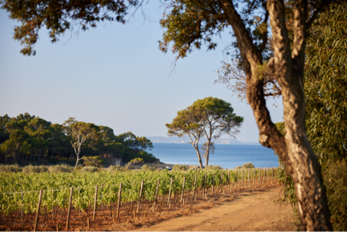 Provence ⭐️ 10 Best Wineries & Vineyards to Visit (2025)