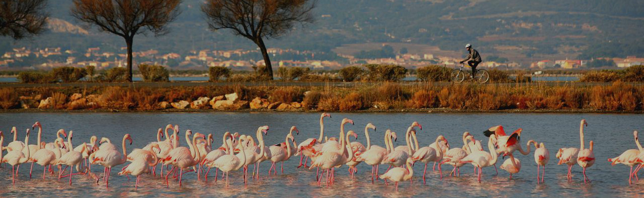 Frontignan ⭐️ 10 Best Wineries & Vineyards to Visit (2026)