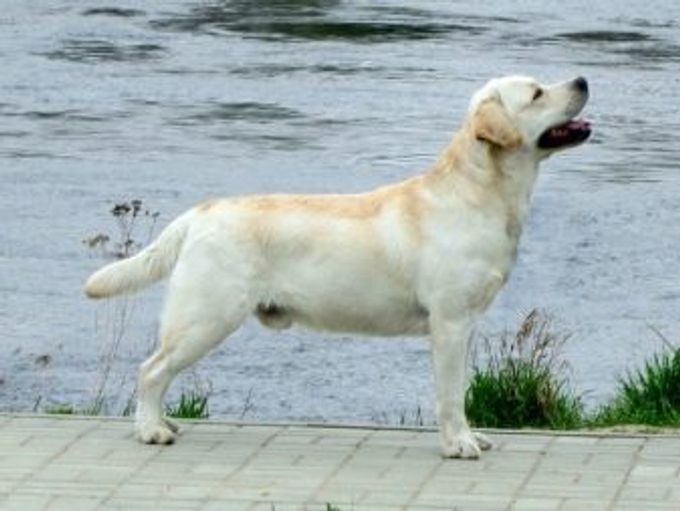 What size are Labradors?