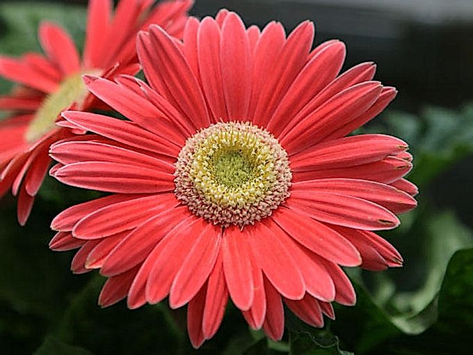 Gerbera da interni, cura dei fiori a casa