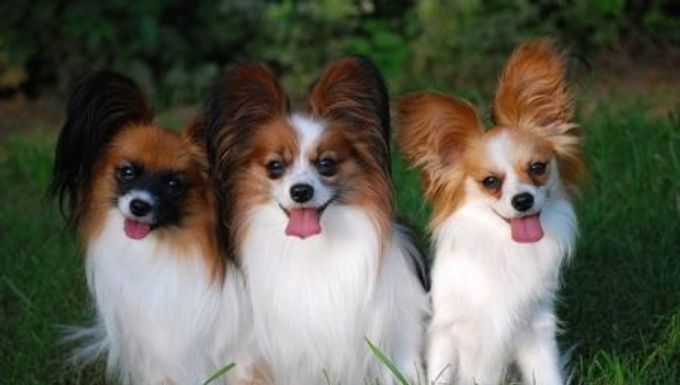 Continental Toy Spaniel: Characteristics and Tips for Keeping