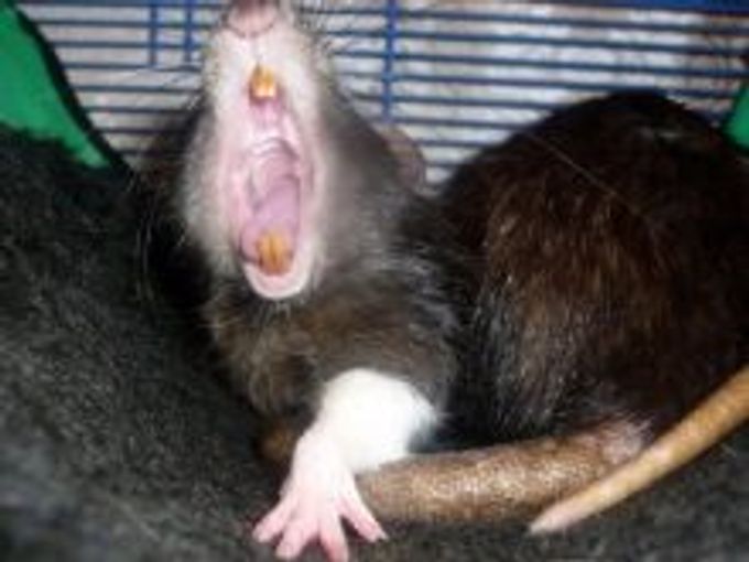 Todo lo que necesitas saber sobre las ratas