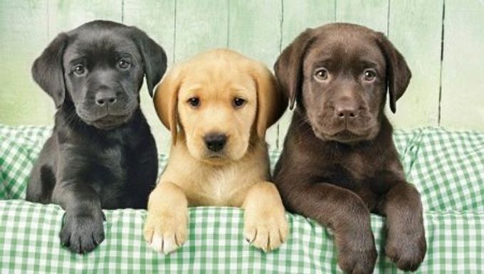 拉布拉多女孩的昵称列表