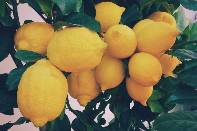 What happens if you eat lemon every day? The benefits and harms of ...