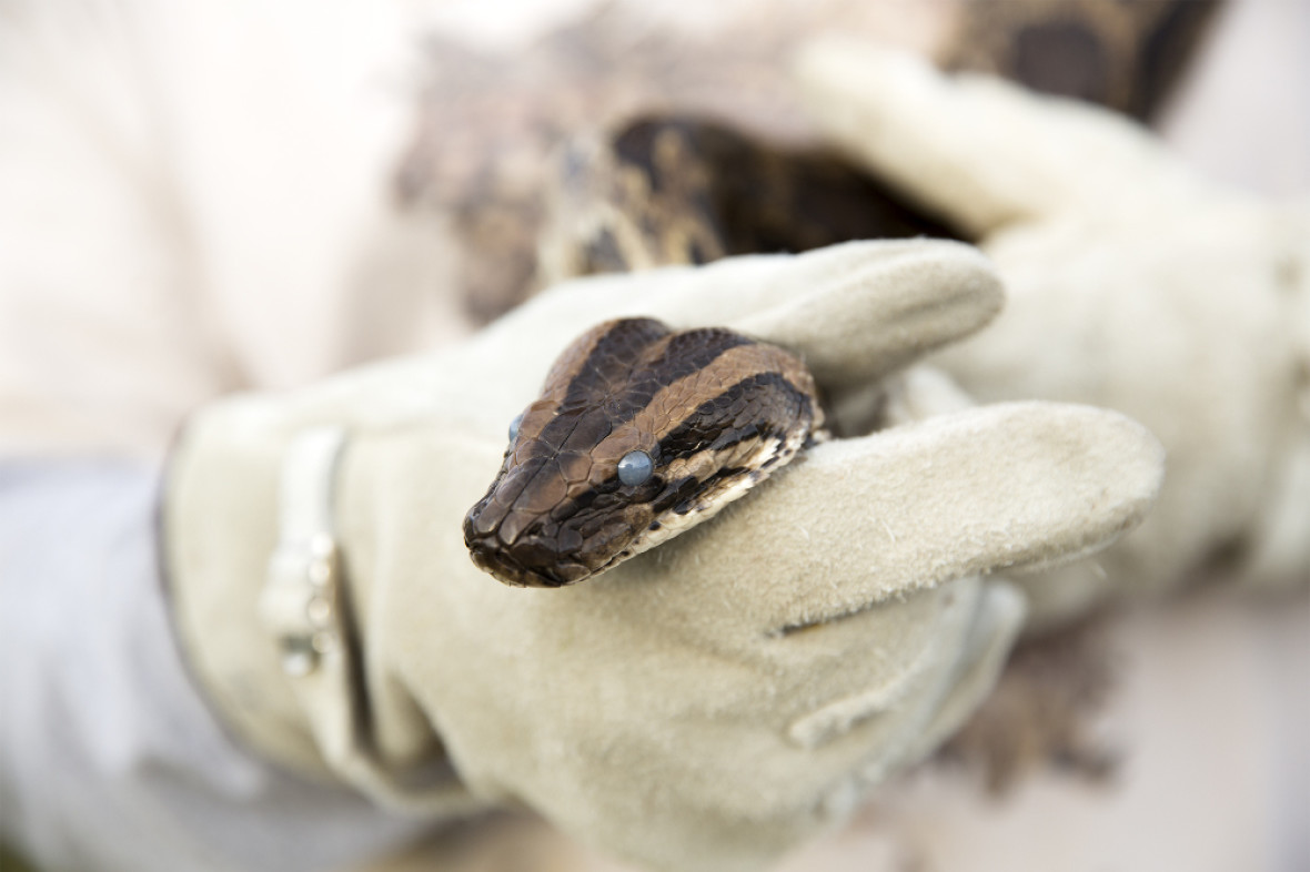 Snakes on a Plain: Florida's Python Hunters | PORT Magazine