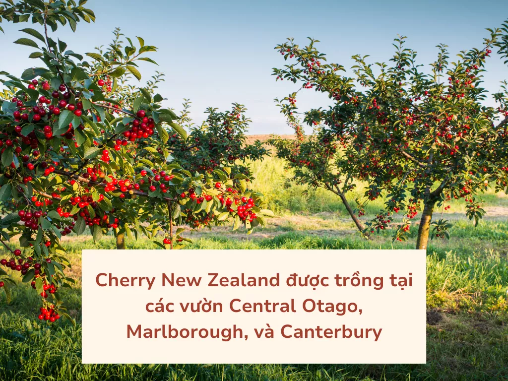 Cherry New Zealand hộp 250g (1 Hộp)