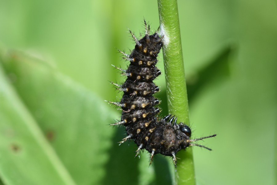 Schmetterlinge in Bayern