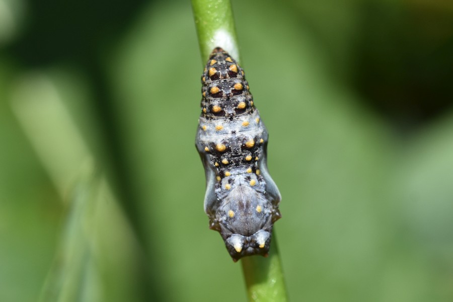 Schmetterlinge in Bayern
