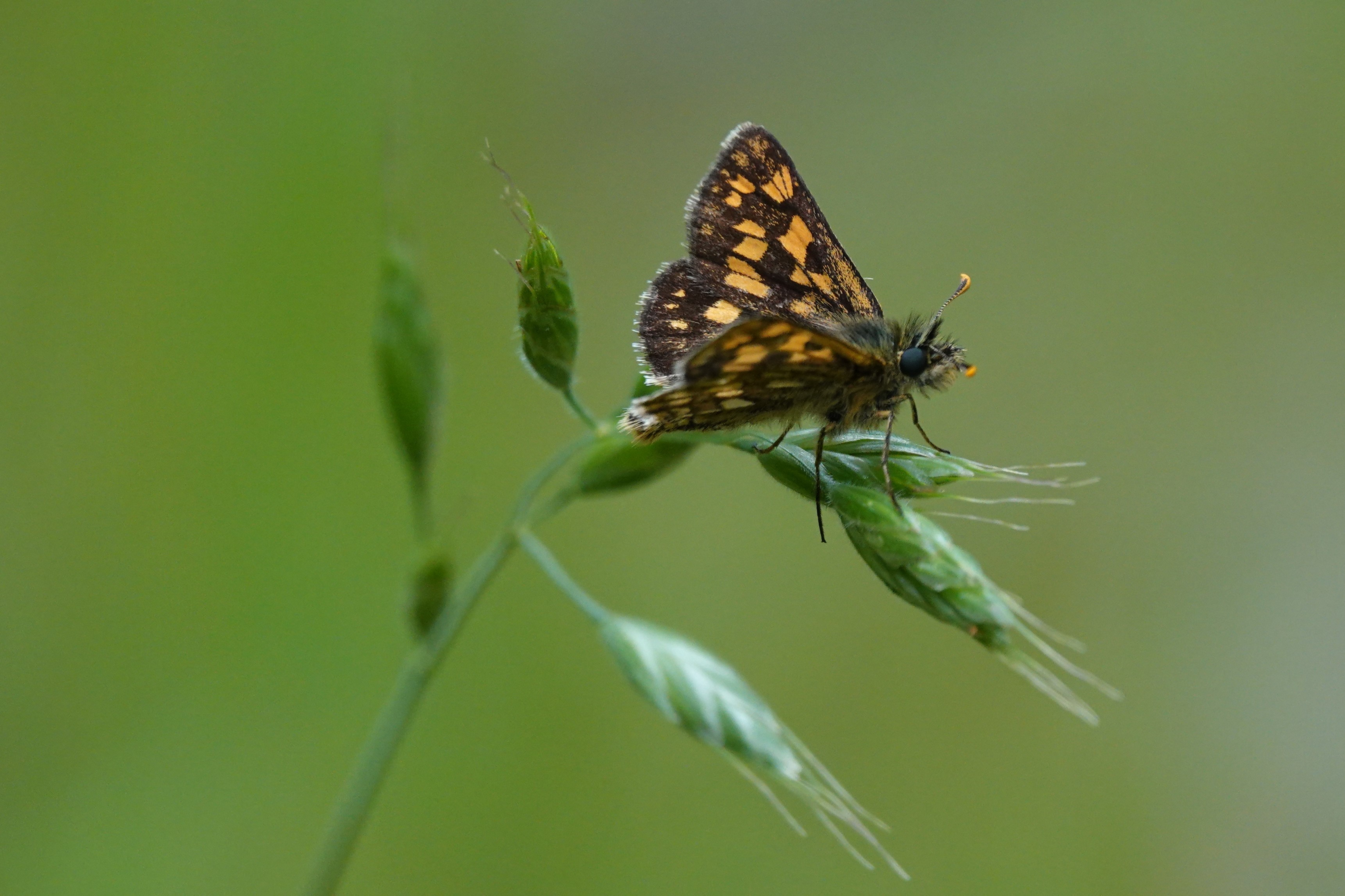 Schmetterlinge in Bayern