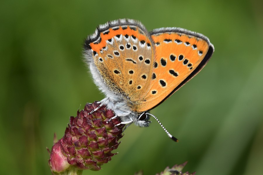 Schmetterlinge in Bayern