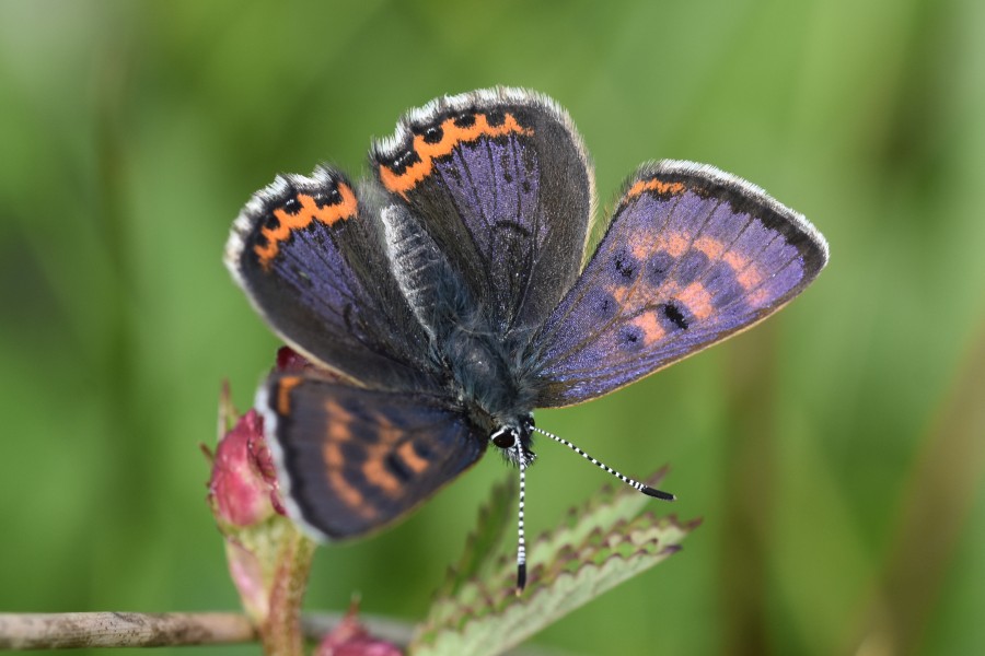 Schmetterlinge in Bayern