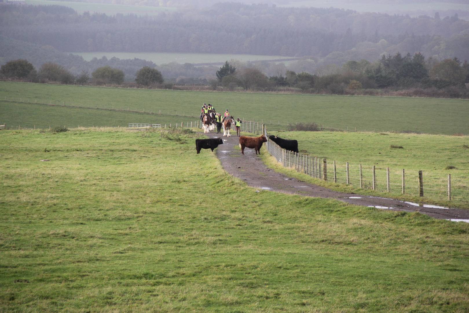 Blackstone Farm Clydesdales and DIG-a-Day Experience | Tours ...