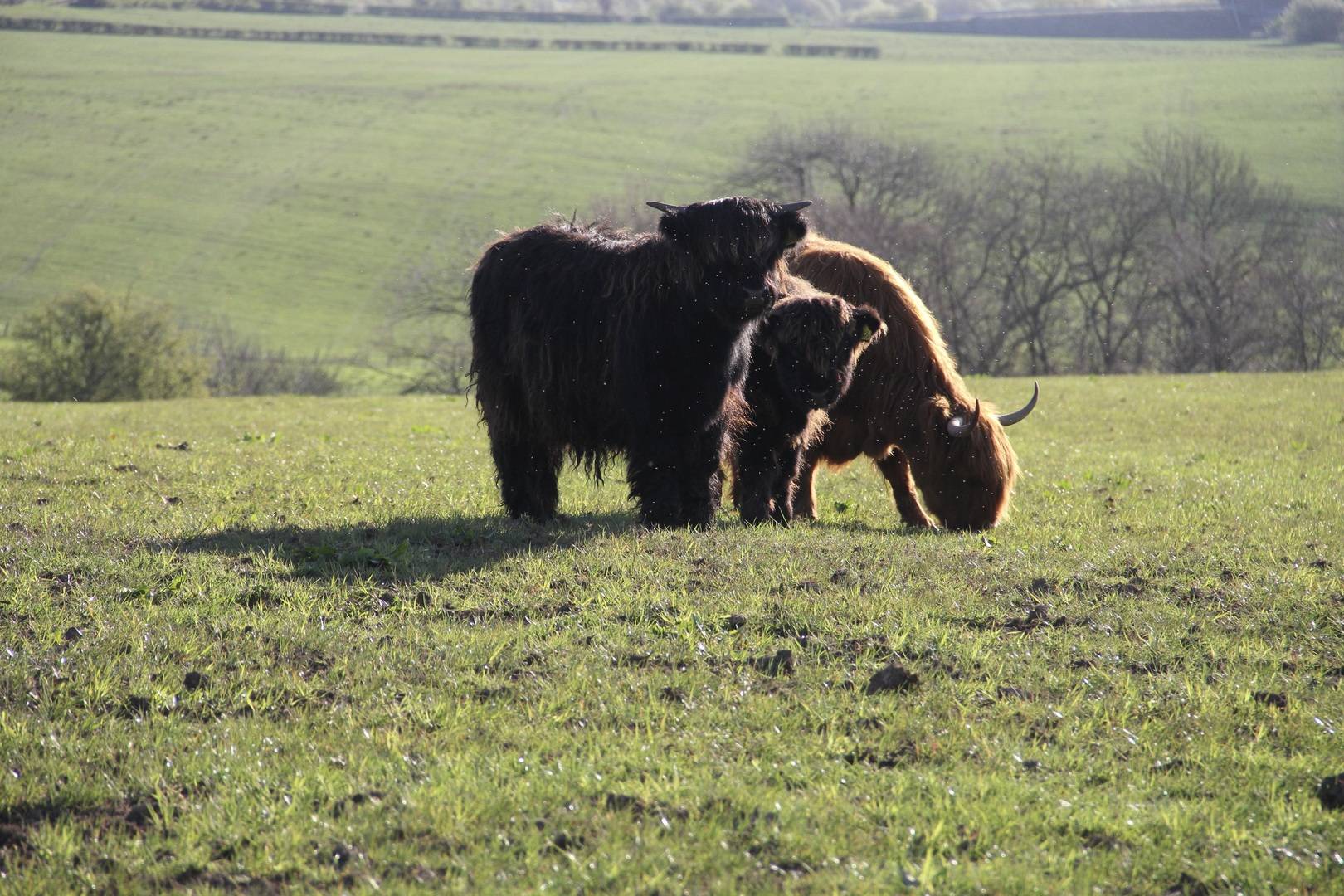 Blackstone Farm Clydesdales and DIG-a-Day Experience | Tours ...