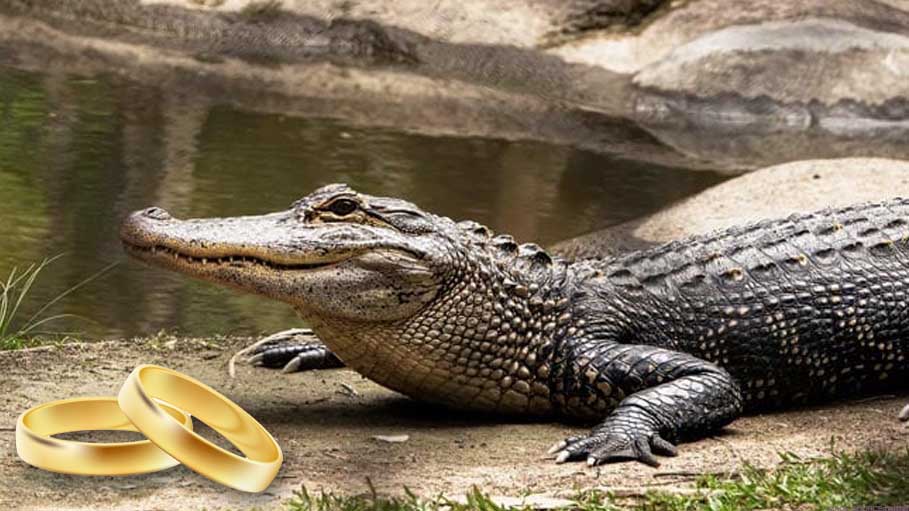 Mexican Mayor Marries Alligator Bride in Centuries Old Ritual