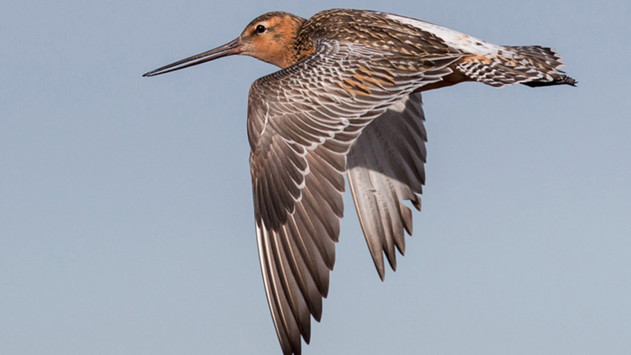 Bar Tailed Godwit Bird Creates History; Flies Non Stop from Alaska to ...