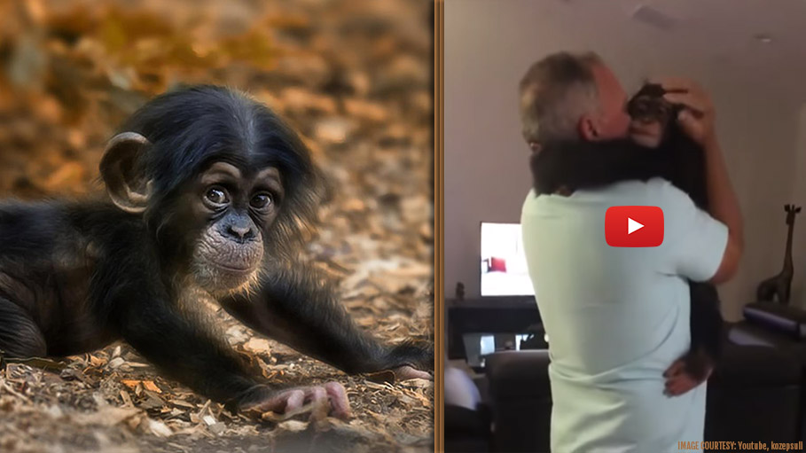 Baby Chimp Meeting His Human Foster Parents Video Has Gone Viral