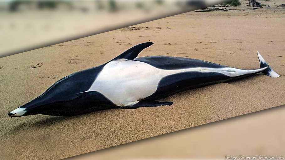 A Rare Whale Dolphin Mysteriously Washed Ashore in Oregon Coast Beach ...