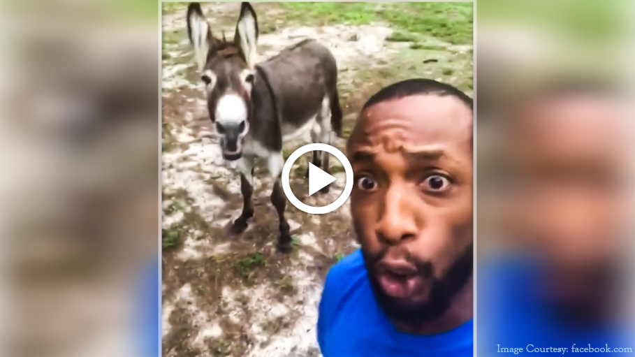 Video of a Donkey Singing ‘Circle of Life’ with His Owner Goes Viral