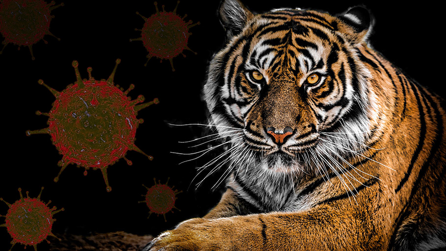 Tiger Nadia in New York’s Bronx Zoo Develops COVID -19